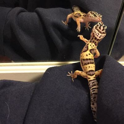 Isabella Tumblr Com Tumbex