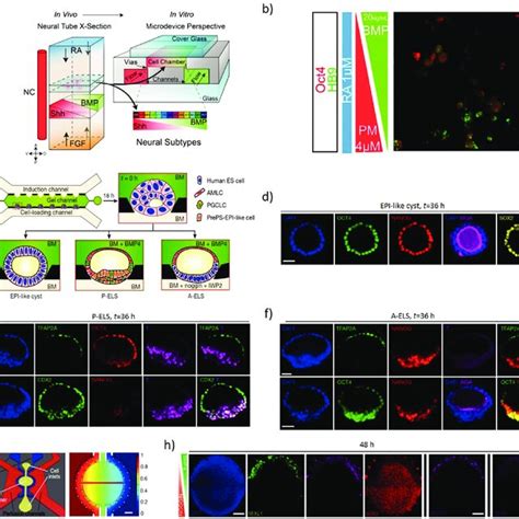 Micropatterning Stem Cell Colonies Induces Differential Germ Layer