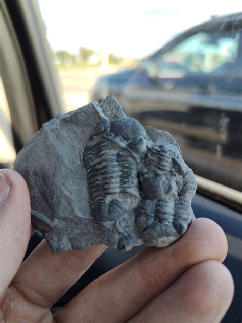 Best R Fossilporn Images On Pholder Two Of My Baltic Amber Pieces That I Found At The