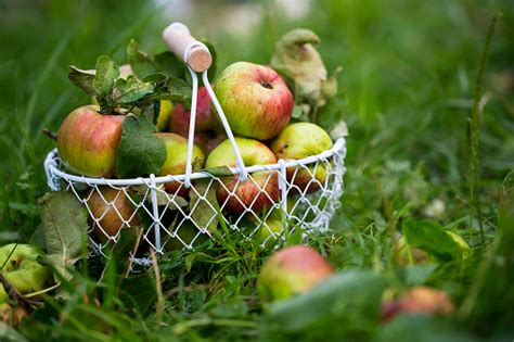 정원이나 과수원에서 야외 바구니에 신선한 유기농 사과 바이오 생 잘 익은 건강한 과일 0명에 대한 스톡 사진 및 기타 이미지 0명 가을 계절 Istock
