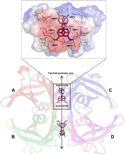 Prototype Structure Of The Wtttr Ligand Complex Ribbon Diagram Of