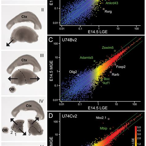 Affymetrix Based Microarray Screen Identifies Transcripts That Are