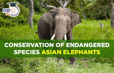Conservation Of Endangered Species Asian Elephants