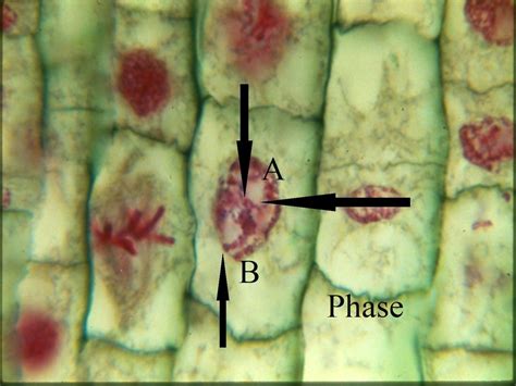 Plant Prophase Diagram Quizlet