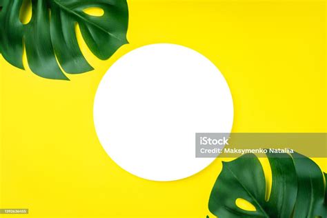 노란색 배경에 나뭇잎과 텍스트에 흰색 원이 있습니다 공간을 복사합니다 녹색 잎 배경에 흰색 빈 둥근 또는 원 프레임 광고를위한 빈 텍스트 공간 포스터 자연 개념 원형에 대한