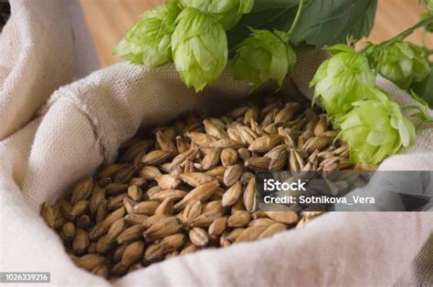 가방 근접 촬영에서에서 창백한 카라멜 맥 아와 홉의 원뿔 맥주 업계에서 성분입니다 크 래 프 트 맥주 곡물 보 리 맥 아에서 양조입니다 맥주 또는 창백 하거나 어두운 필스너