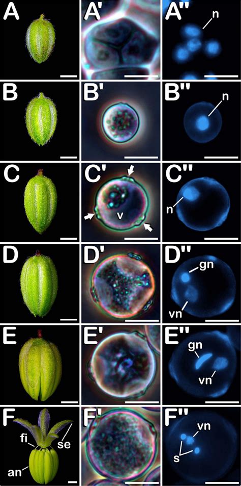 Microsporogenesis And Microgametogenesis Developed In C Sativa The Download Scientific
