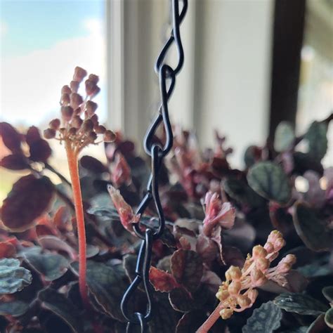 Trailing Begonia Plant Care Water Light Nutrients Greg App 🌱