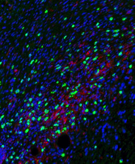 Ideas For Evaluating Marker Expression Correlation Image Analysis