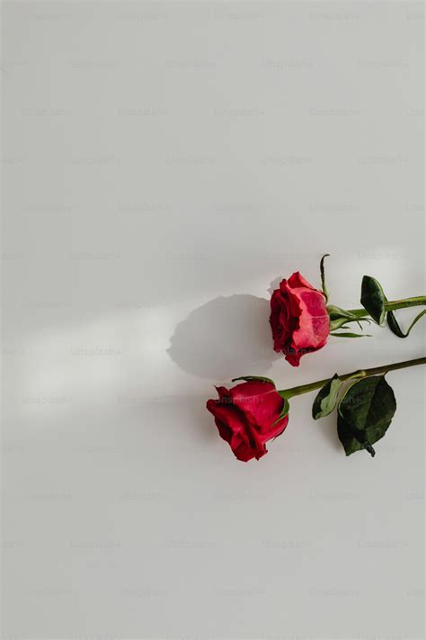 하얀 테이블 위에 앉아 있는 두 개의 빨간 장미 사진 Unsplash의 배경 이미지
