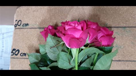 달리장미 생화 인터넷꽃도매시장 생화택배 생화도매 인터넷꽃시장 인터넷꽃도매 장미대량구매 꽃 꽃다발 꽃도매 꽃시장 부산꽃시장 김해꽃시장 꽃쇼핑몰 김해꽃 부산꽃 꽃싸게사는법