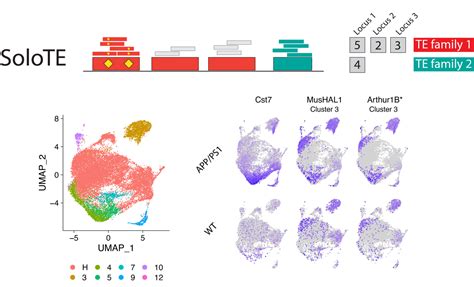Unveiling The Impact Of Transposable Elements Expression At The Single