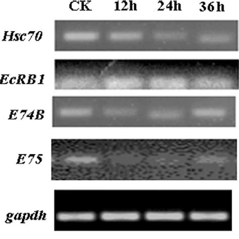 Subcellular Localization Of Hsp70 The Orf Of Hsp70 Was Cloned Into