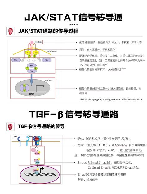 信号通路全解析：受体与配体的奥秘