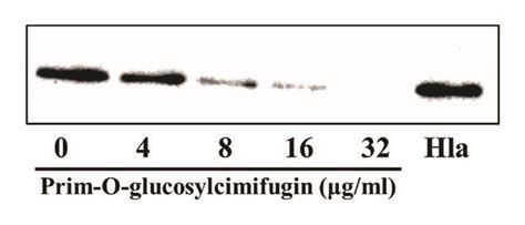 The Production Of α Hemolysin Hla In The Culture Supernatants Of S Download Scientific