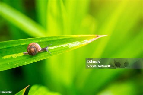 Tutup Siput Di Cuti Hijau Di Pagi Hari Tanda Siput Kelembaban Dan Hujan Wallpaper Alami Hidup