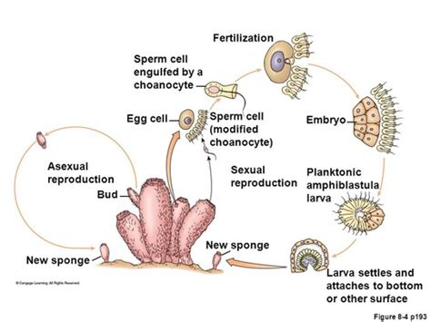 Fragmentation In Sponges