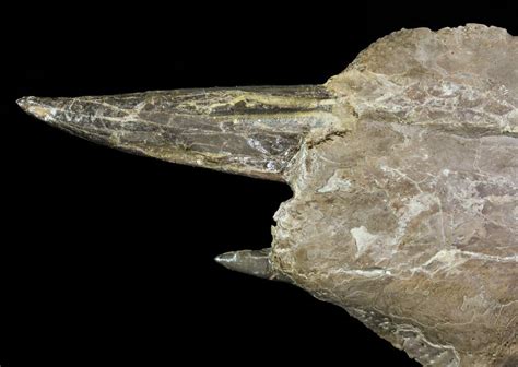 4 Xiphactinus Pre Maxillary With Tooth Smoky Hill Chalk Kansas For