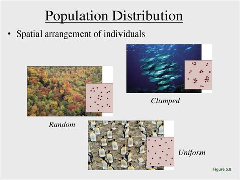 Ppt Introduction To Evolutionary Ecology Part I Week 4 Powerpoint Presentation Id 7092213