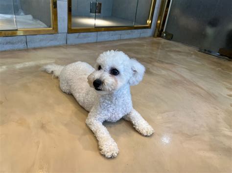 비숑프리제 달콤 프렌치불독크기 빠삐용크기 파피용크기 사모예드크기 스피츠크기 시바견크기 시베리안허스키크기 시츄크기 요크셔테리어크기 웰시코기크기 이탈리아그레이하운드크기 치와와