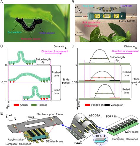 Detailed Design And Motion Principles Of The Dea‐actuated Multimodal Download Scientific