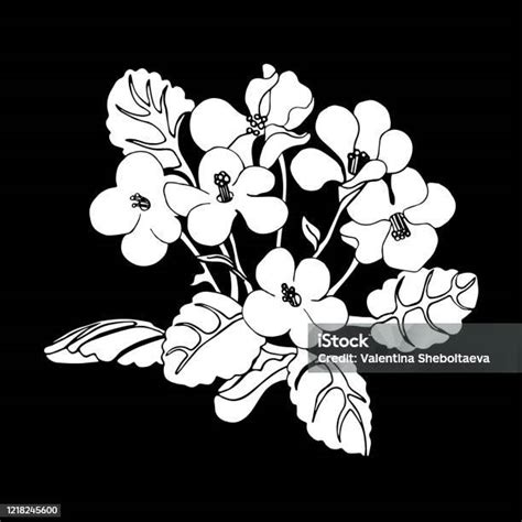 제비꽃 실내 꽃입니다 스케치 윤곽선 검은 색 배경 검은 색과 흰색 손 그림 벡터 일러스트 레이션 섬유 액세서리 인쇄 된 자료를 장식하기위한 꽃 인쇄 0명에 대한 스톡 벡터