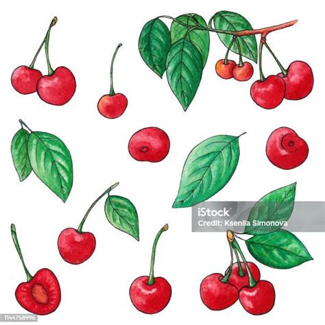 체리 수채화 일러스트 세트입니다 손으로 그린 요소 흰색 바탕에 딸기의 고립 된 수채화 스케치 잎이 있는 벚꽃의 가지 식물 그림입니다 0명에 대한 스톡 벡터 아트 및 기타