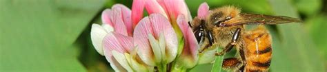 Icipe International Centre Of Insect Physiology And Ecology On
