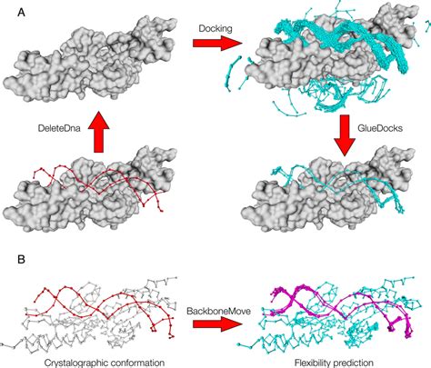 Modeling Of Flexibility Upon Binding A Dna Flexibility Prediction