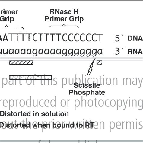 Rnase H Mediated Events In Retroviral Replication Steps Are Described