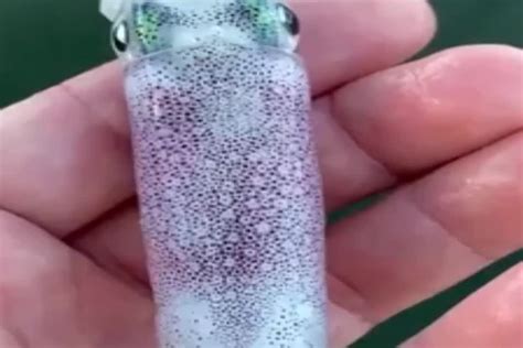 Dr Pm Dhakate On Linkedin Chromatophores Wildlife Sea Aquatic