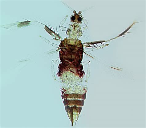 Scolothrips Asura Oz Thrips