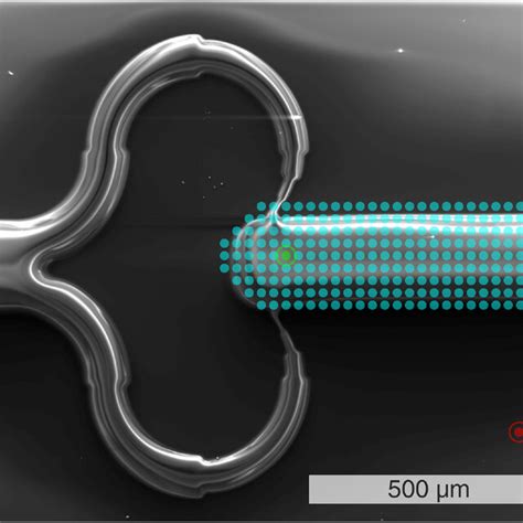 Scanning Electron Microscopy Edited Image Of The Top Of A Cantilever Download Scientific