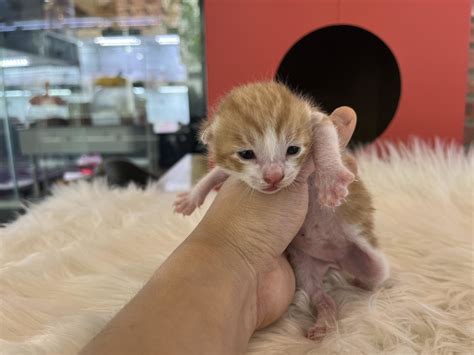 코리안숏헤어 김해외동2 털빠짐없는스코티쉬폴드분양 털빠짐없는러시안블루분양 털빠짐없는강아지분양 털빠짐없는고양이분양 털빠짐없는유기견