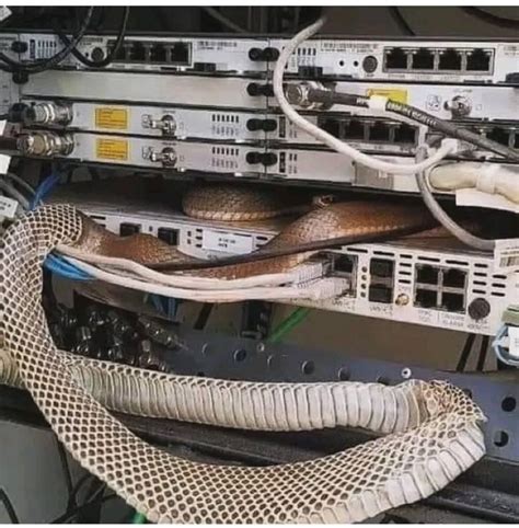 Feroz Khan On Linkedin Network Networking Networkcabling