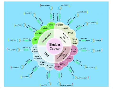 Roles Of Circular RNAs CircRNAs In Mechanisms Mediating Download Scientific Diagram