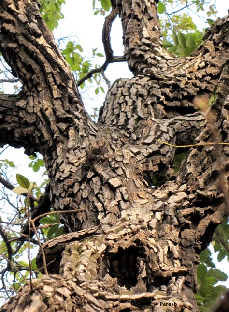 Gifting Trees The Black Ebony Tree