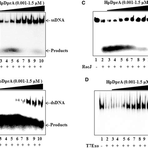 Binding Of Hpdpra To Ssdna And Dsdna Electrophoretic Mobility Shift Download Scientific