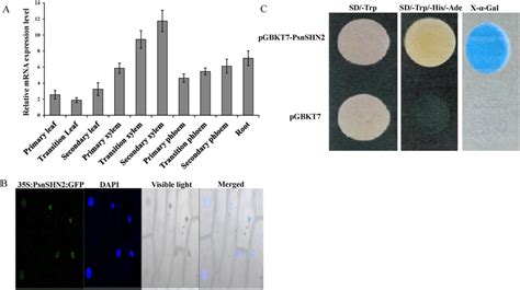 Expression Patterns Subcellular Localization And Transcriptional