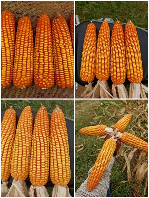 Vishwajeet Bhashaker On Linkedin Acsenagriscience Acsenhyveg Acsen Fighter