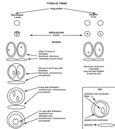 Pathophysiology Types Of Twins