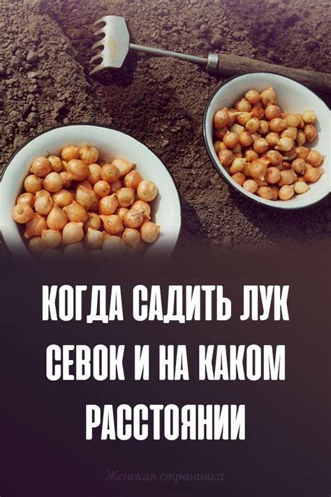Когда садить лук севок и на каком расстоянии | Огород, Сад, Выращивание ...