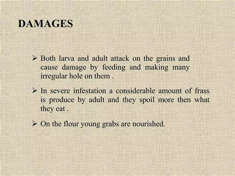 Stored Grain Pests Pptx