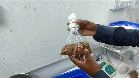 Homestead Trichoderma Production Procedure Youtube