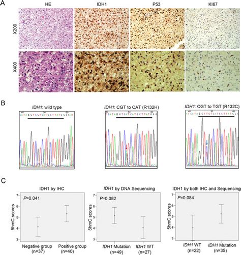 Idh1 Mutation Status Is Not Associated With 5hmc Reduction A He And Download Scientific