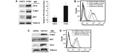 Met Amplification Enhances Fn14 Expression Levels In Metastasis Derived Download Scientific