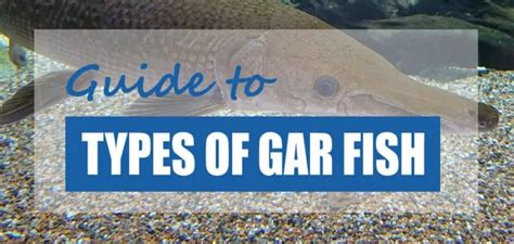 List Of Gar Fish Species 2023 Pics And Id Guide Pond Informer