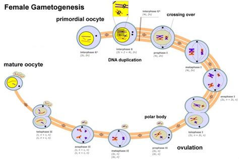 Oocyte Development Embryology
