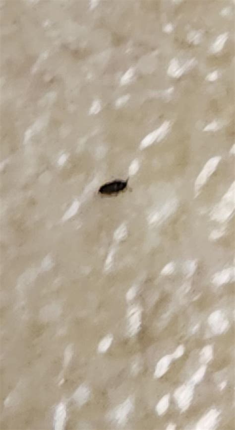 Found Bug In Kitchen R Whatsthisbug