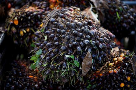 Tandan Biji Kelapa Sawit Matang Foto Stok Unduh Gambar Sekarang
